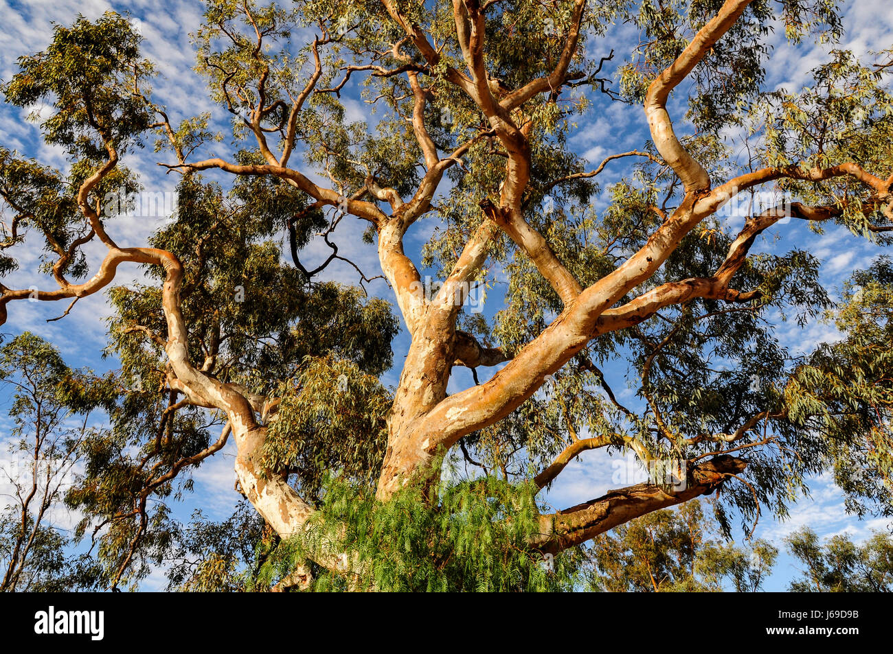 Sunset and gum tree hi-res stock photography and images - Alamy