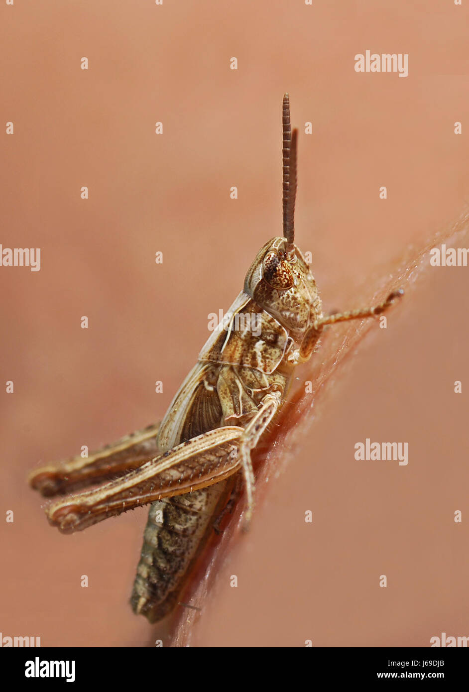 common praying locust chorthippus parallel Stock Photo - Alamy