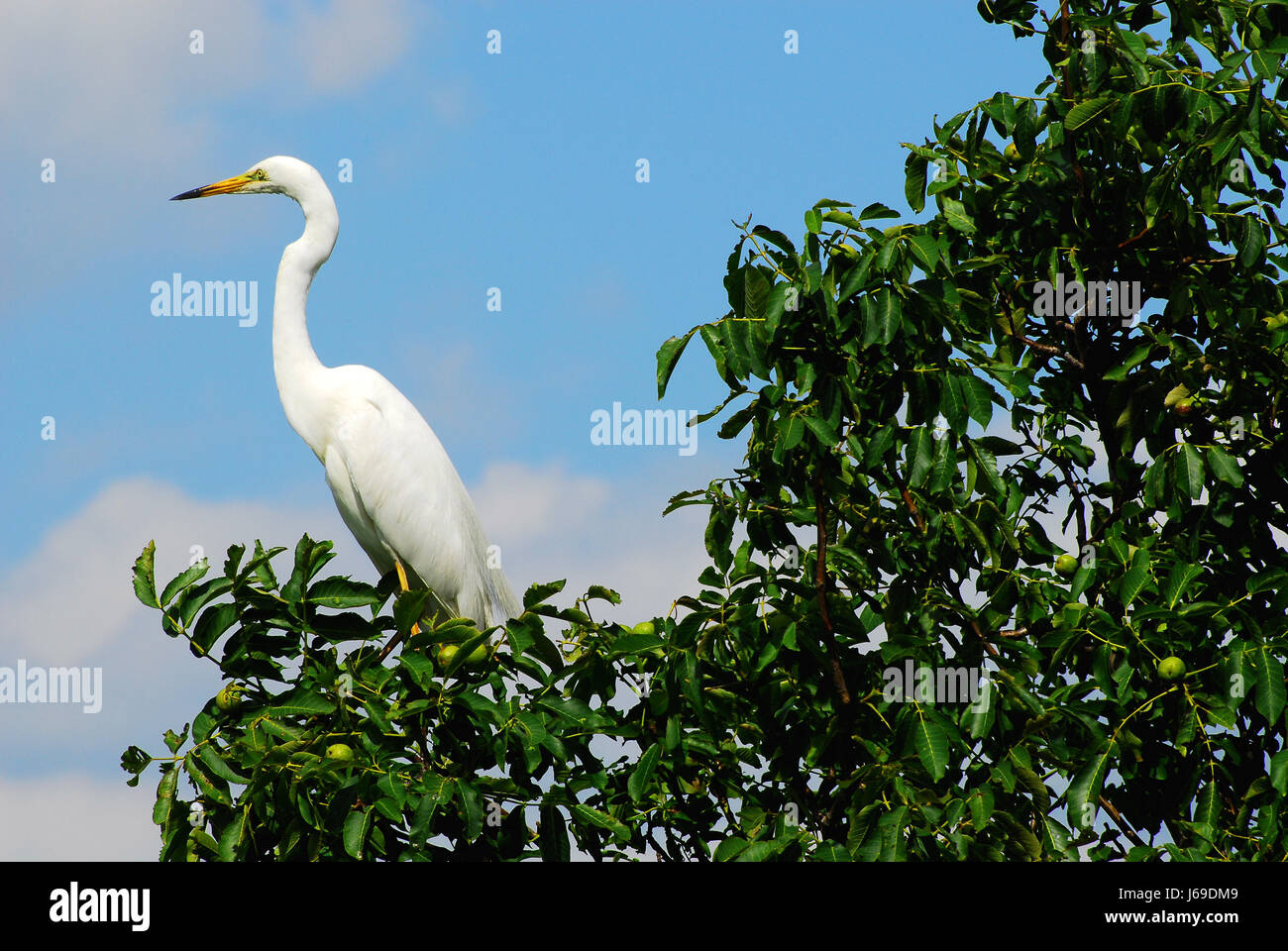 Types of egrets hi-res stock photography and images - Alamy