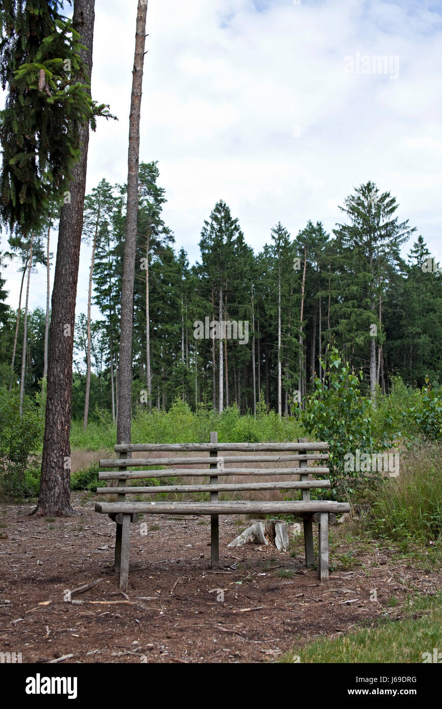 wooden bench in a spruce forest Stock Photo - Alamy