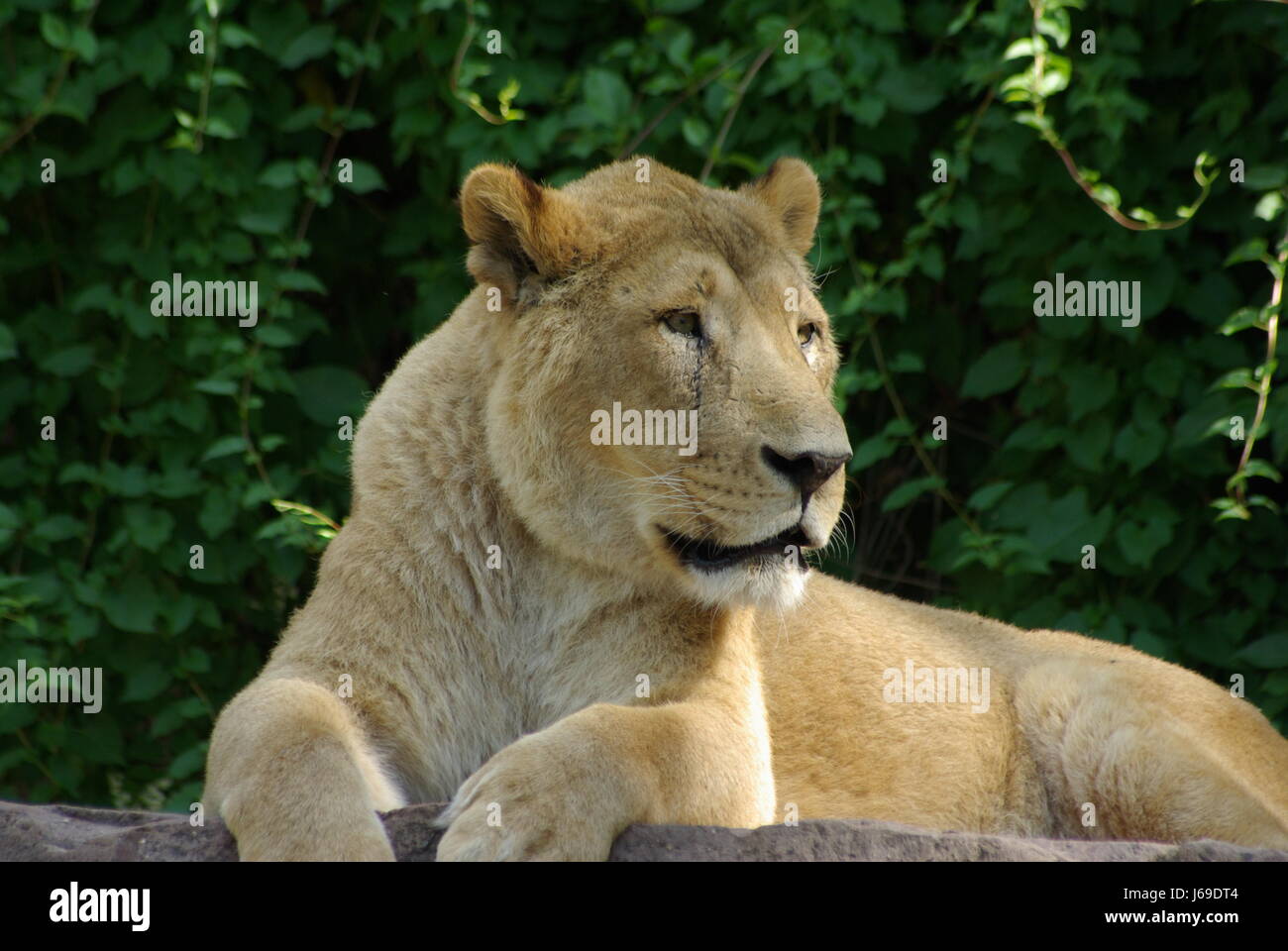 animal,mammal,lion,cat,big cat,feline predator,outdoor,wildlife,lay ...