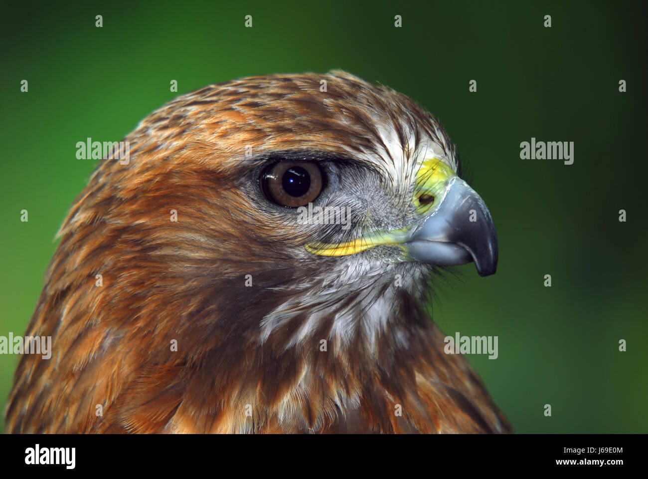 animal bird beak hawk animal bird green fauna wild hunter eyes wing ...