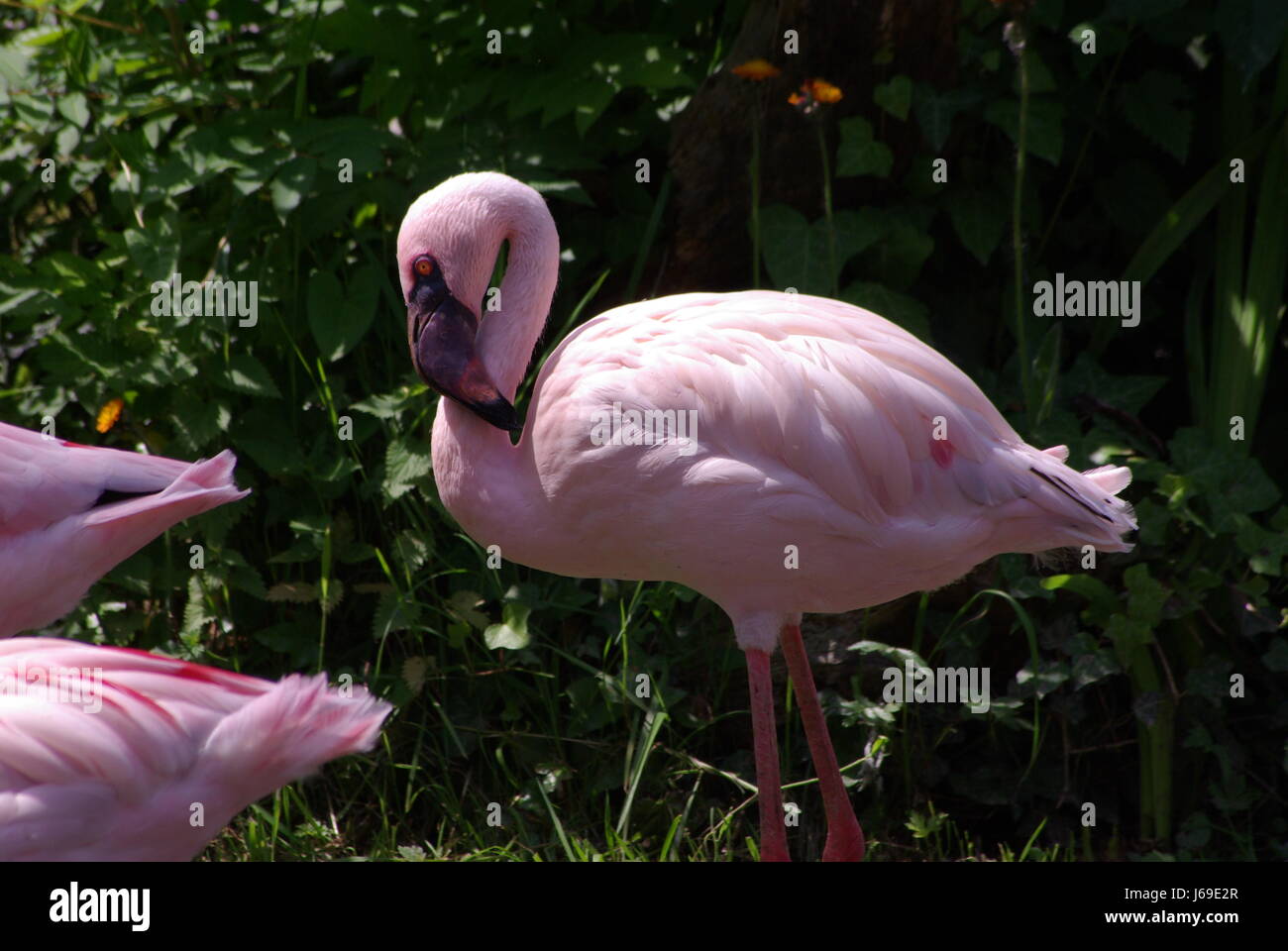 animal bird wildlife pink flamingo animal bird wildlife pink flamingo ...