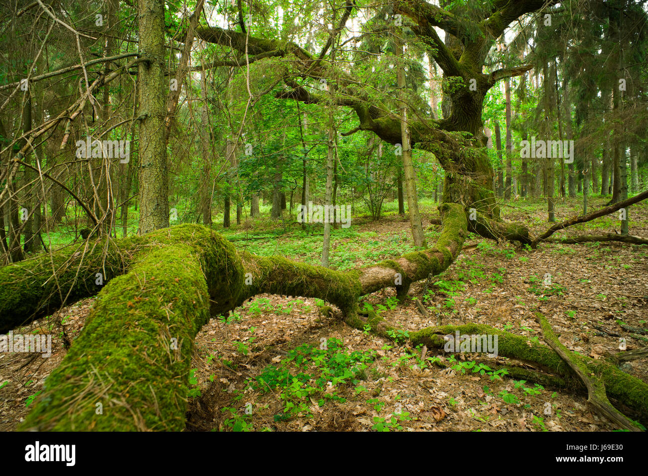 Large mossy tree branches hi-res stock photography and images - Alamy