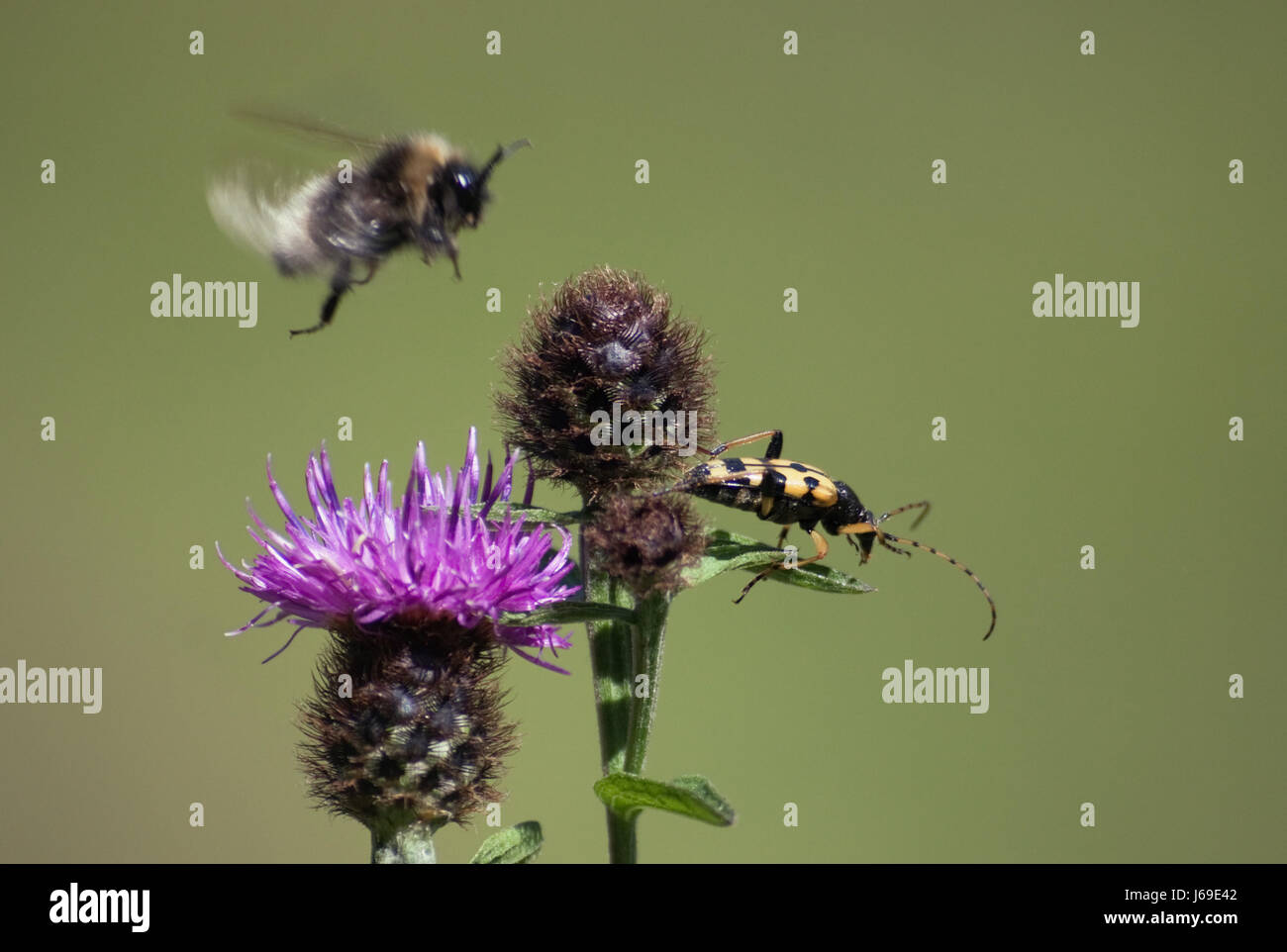 insect flower plant bumblebee beetle insect flower plant insects ...