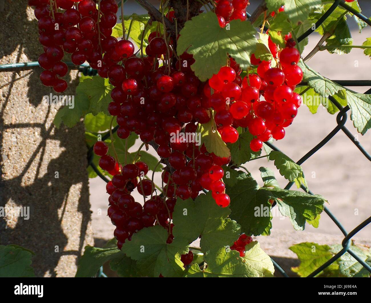 berry currant red garden shrub bush plant gardens berry currant red ...