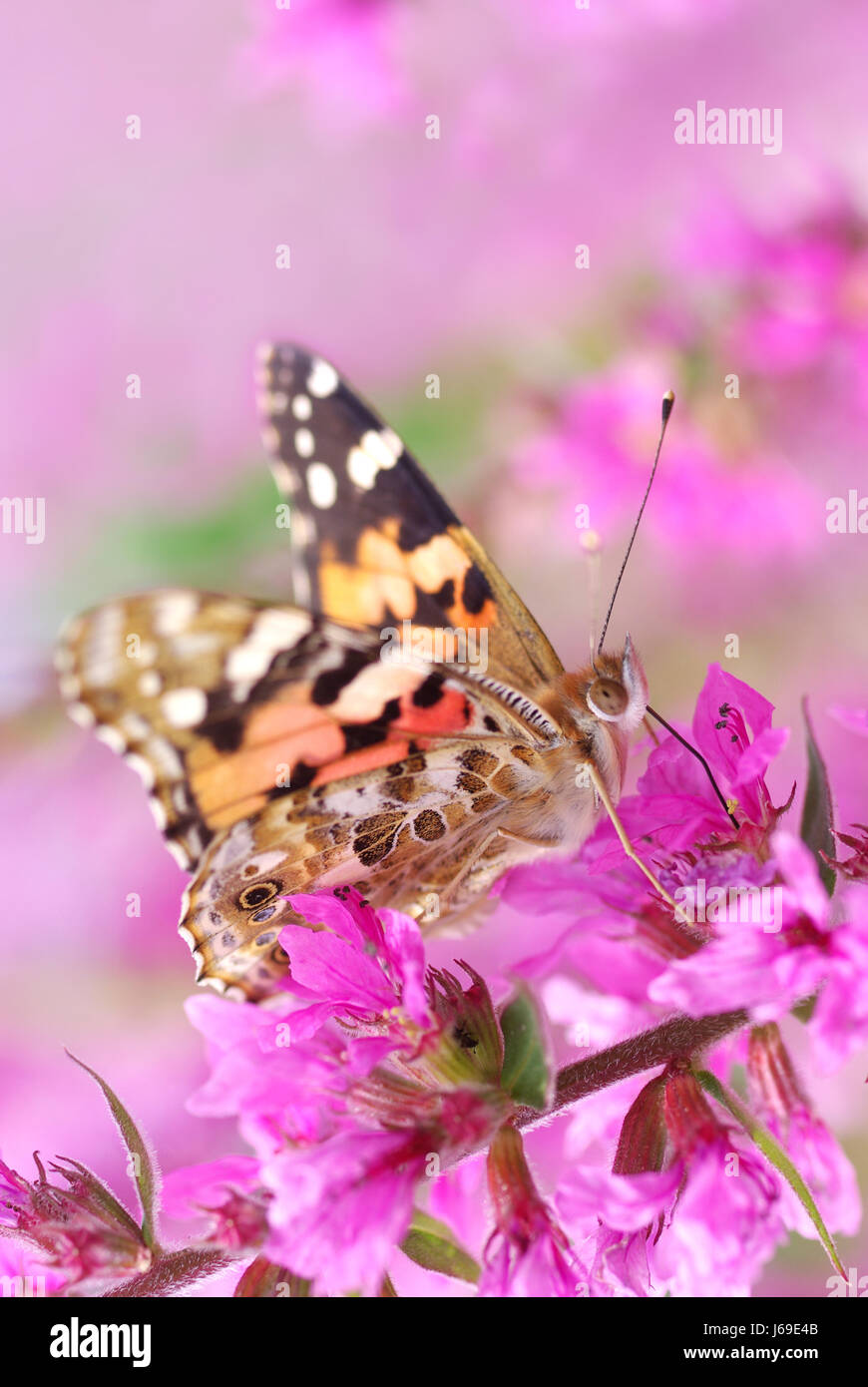 butterfly wing blossoms proboscis bleed ingestion colour insect ...
