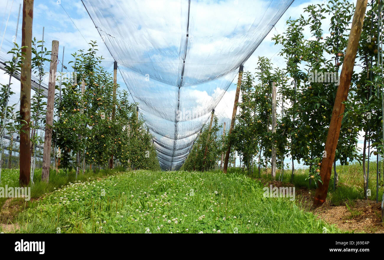 apple trees orcharding fruit-growing reticule guard net blue ...