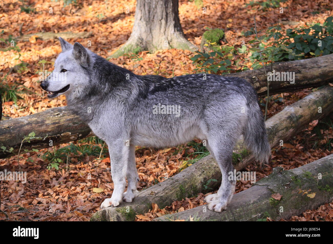 brown brownish brunette skin wolf fall autumn brown brownish brunette ...