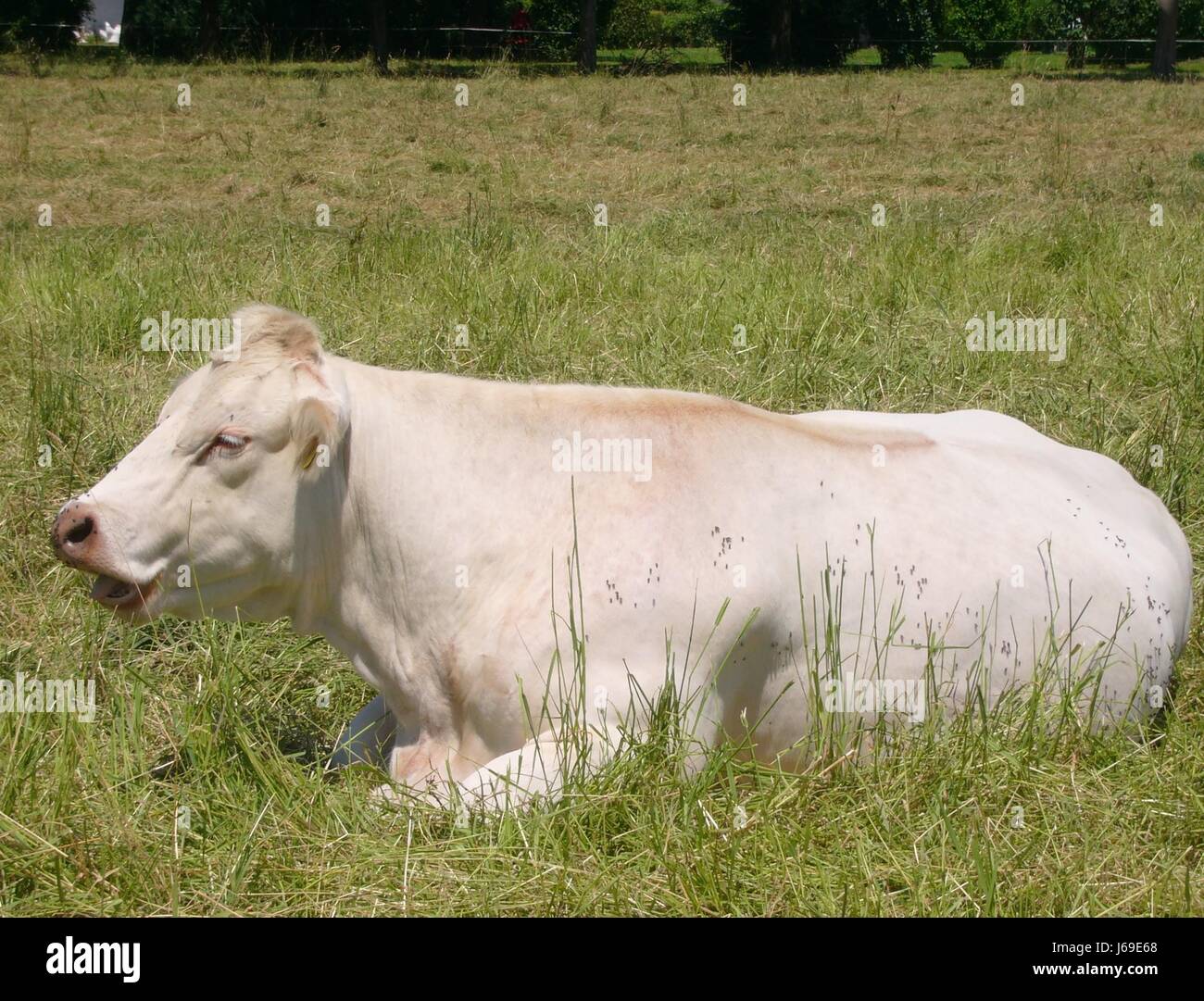 Bull slaughter hi-res stock photography and images - Alamy