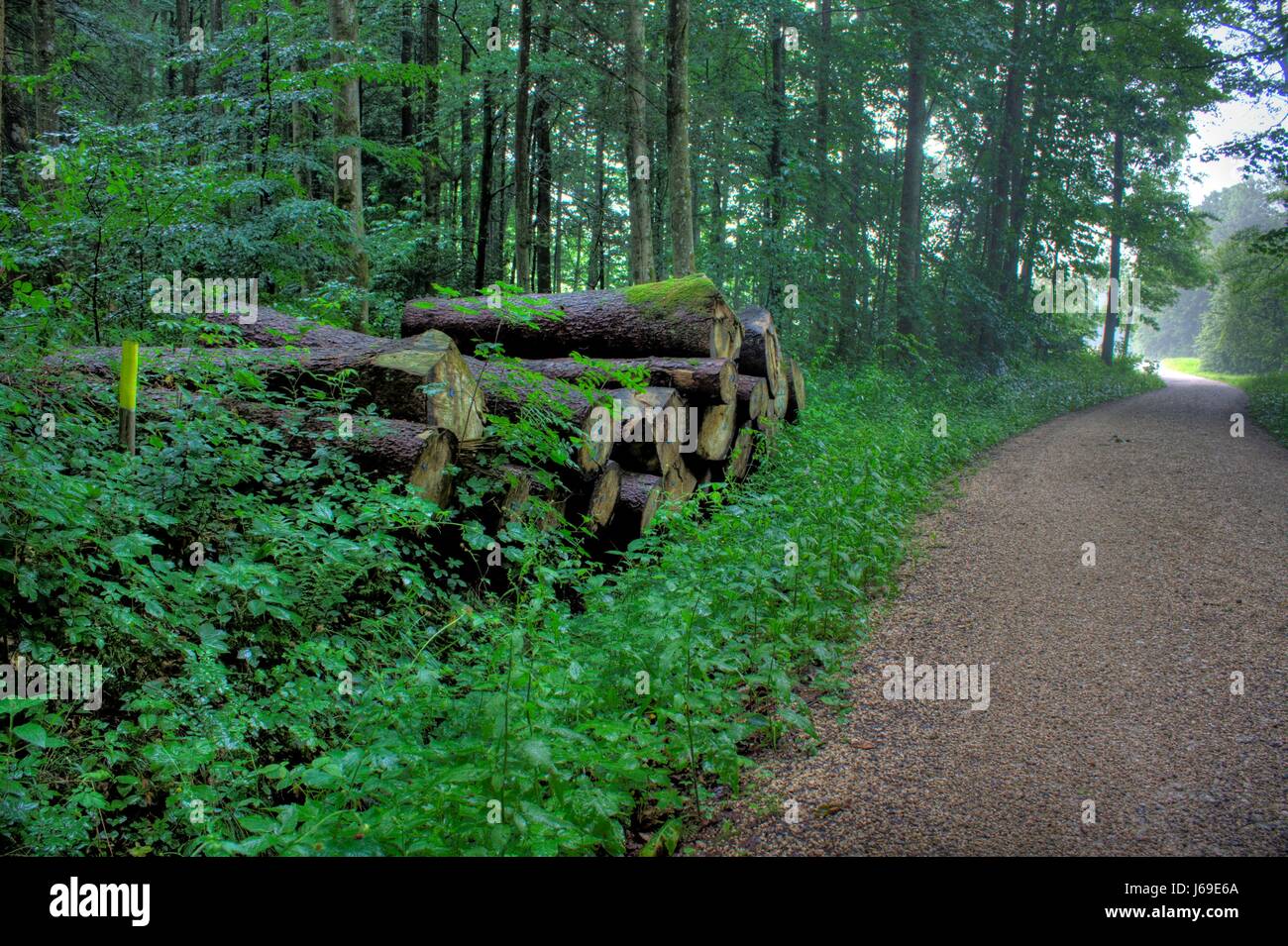 tree trees bush sight view outlook perspective vista panorama lookout ...