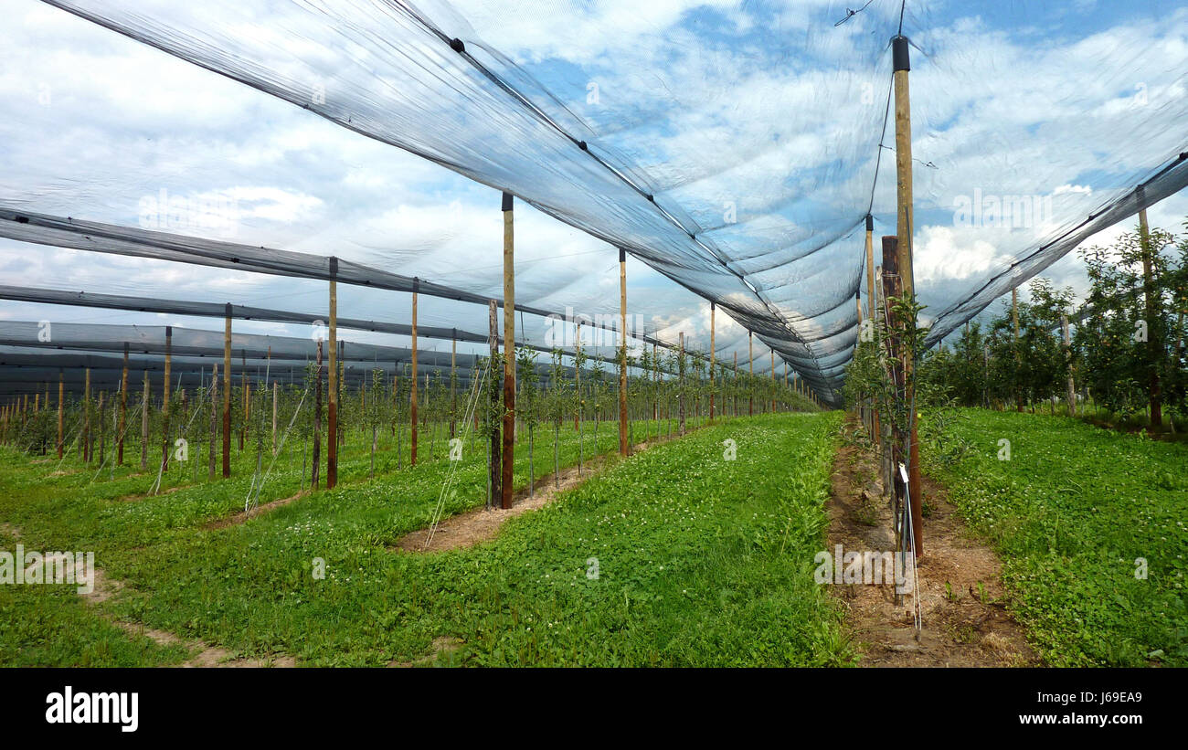 orcharding fruit-growing espalier fruit guard net agriculture farming ...