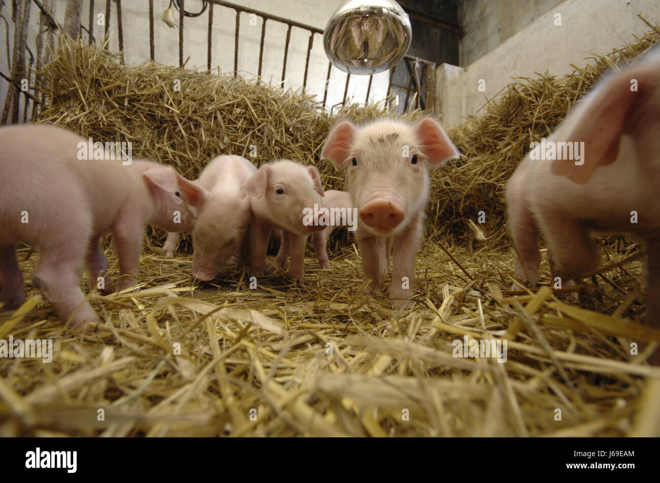 piglets in the barn Stock Photo - Alamy