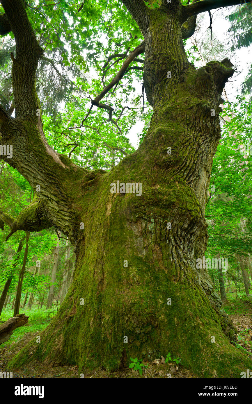 big large enormous extreme powerful imposing immense relevant tree ...