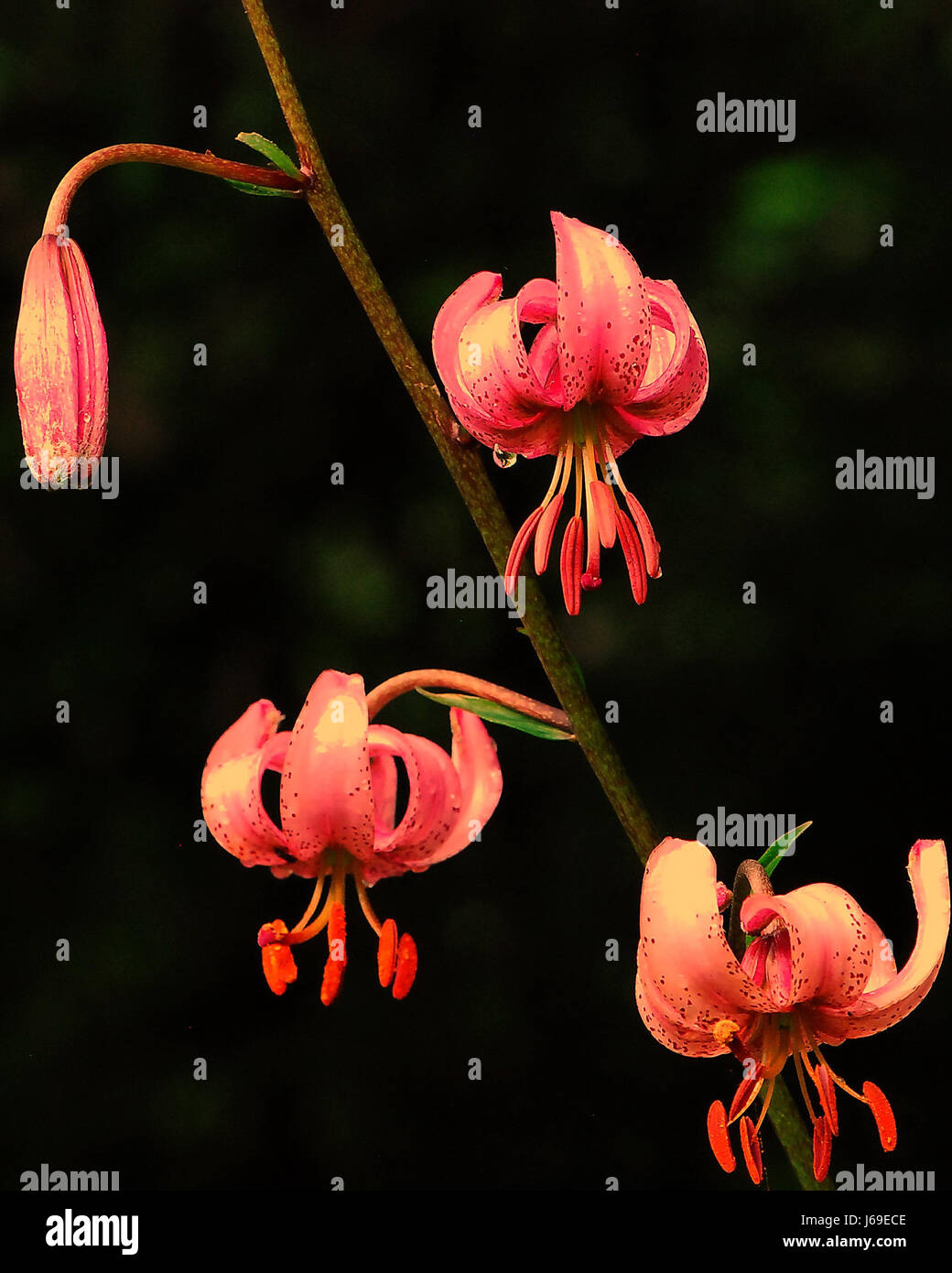 insects lily blossoms bleed flavour drop drip drops seeping sopping ...