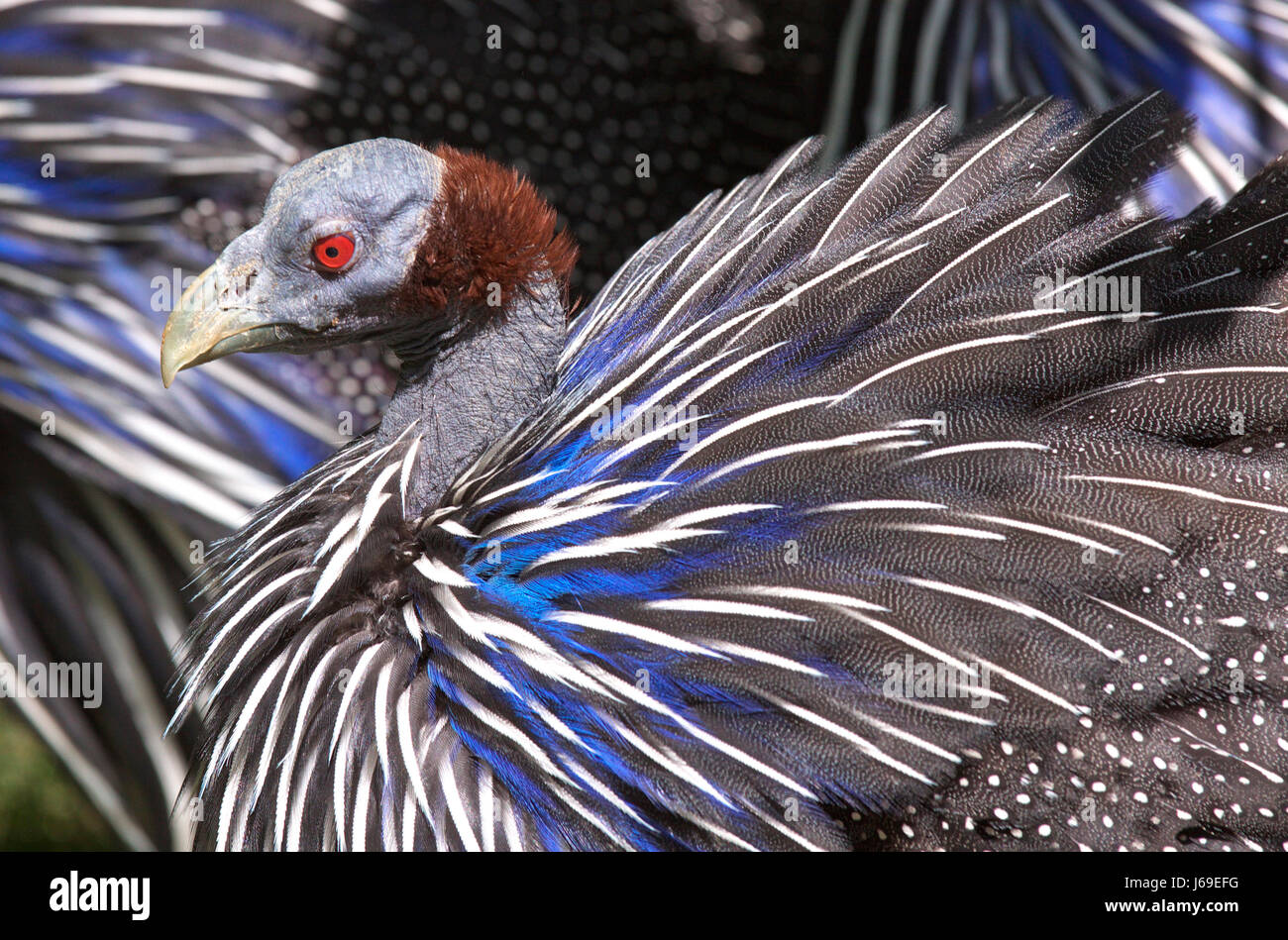 bird africa birds chicken guinea fowl chickens hens blue bird africa ...