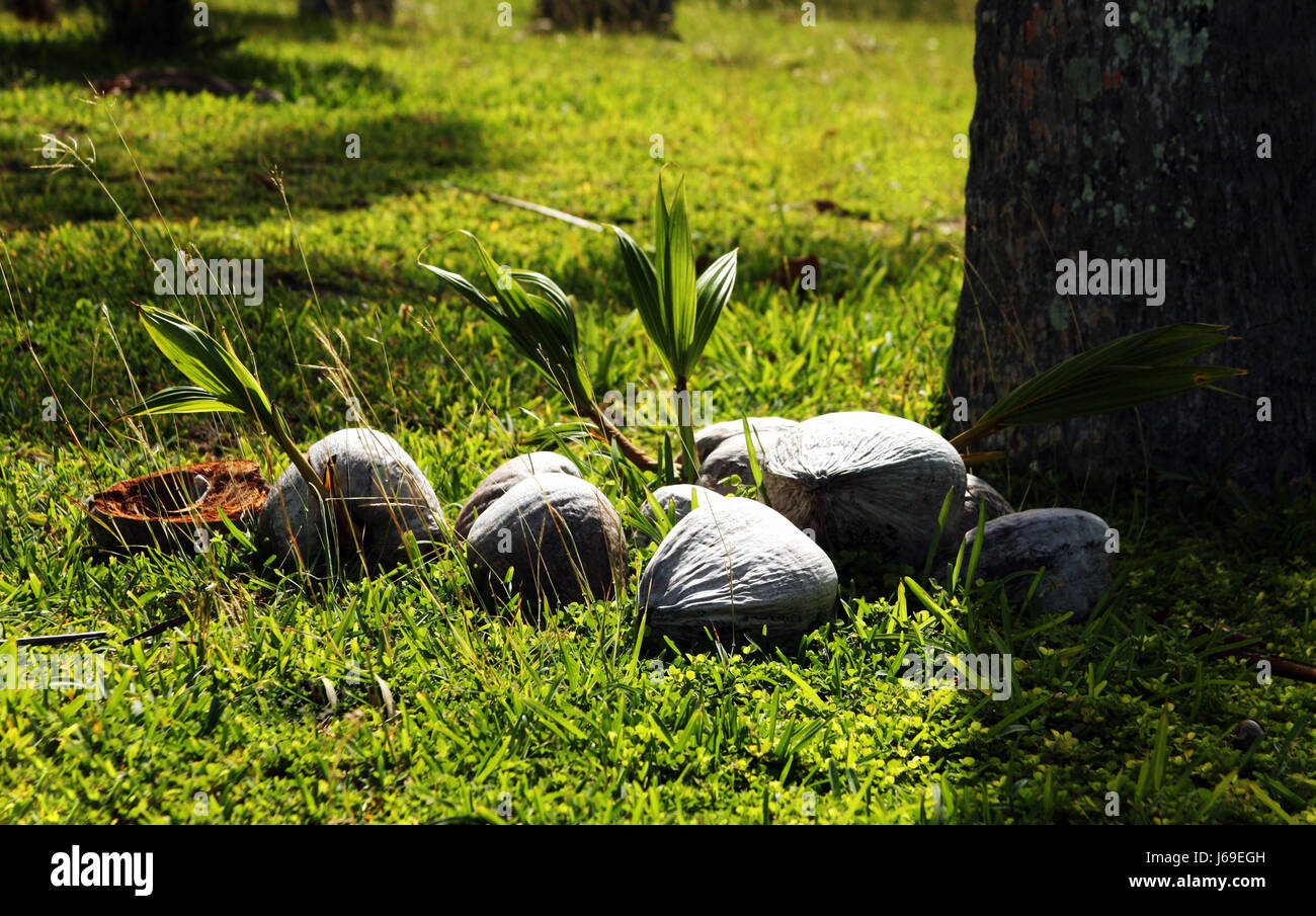 leaves nuts germ germinate coconut leaves nuts germ germinate meadow ...