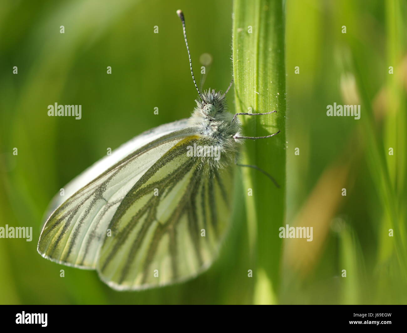 insect green butterfly male albino meadow grass lawn insect green ...