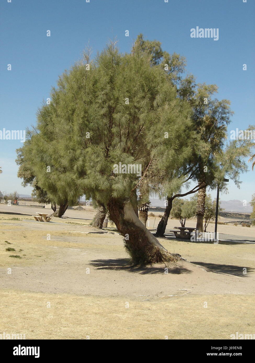 tree desert wasteland wood america dessert tree desert wasteland wood ...