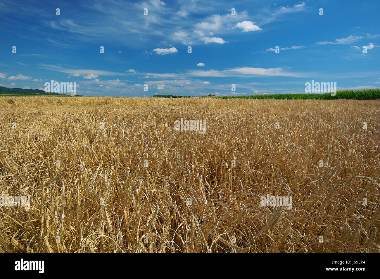 field acre wheat ears grain cereal field wheat firmament sky scenery ...