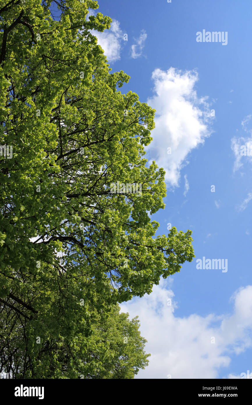 tree and clouds Stock Photo - Alamy