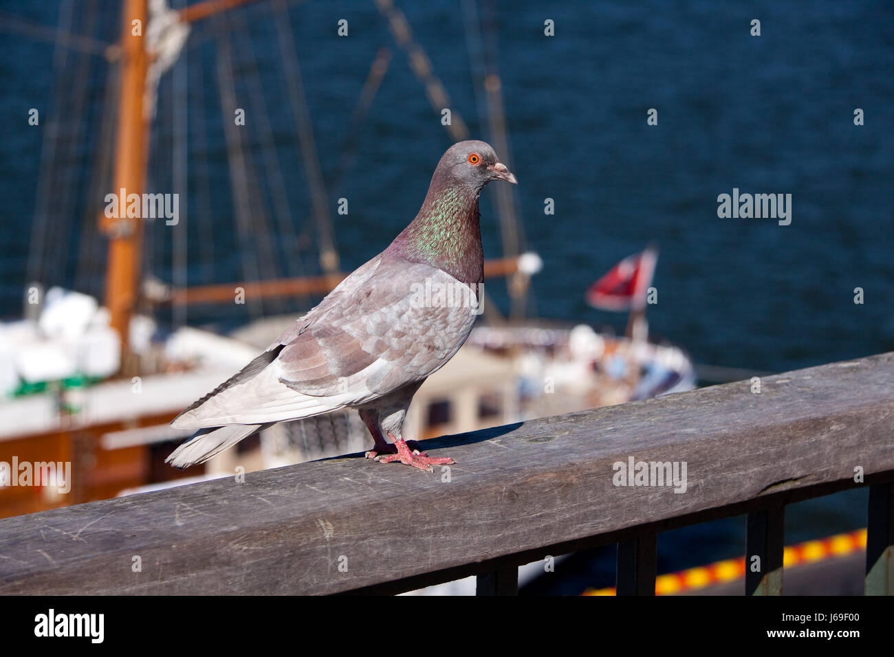 bird birds sweden harbor sailing ship sailing boat sailboat rowing boat ...