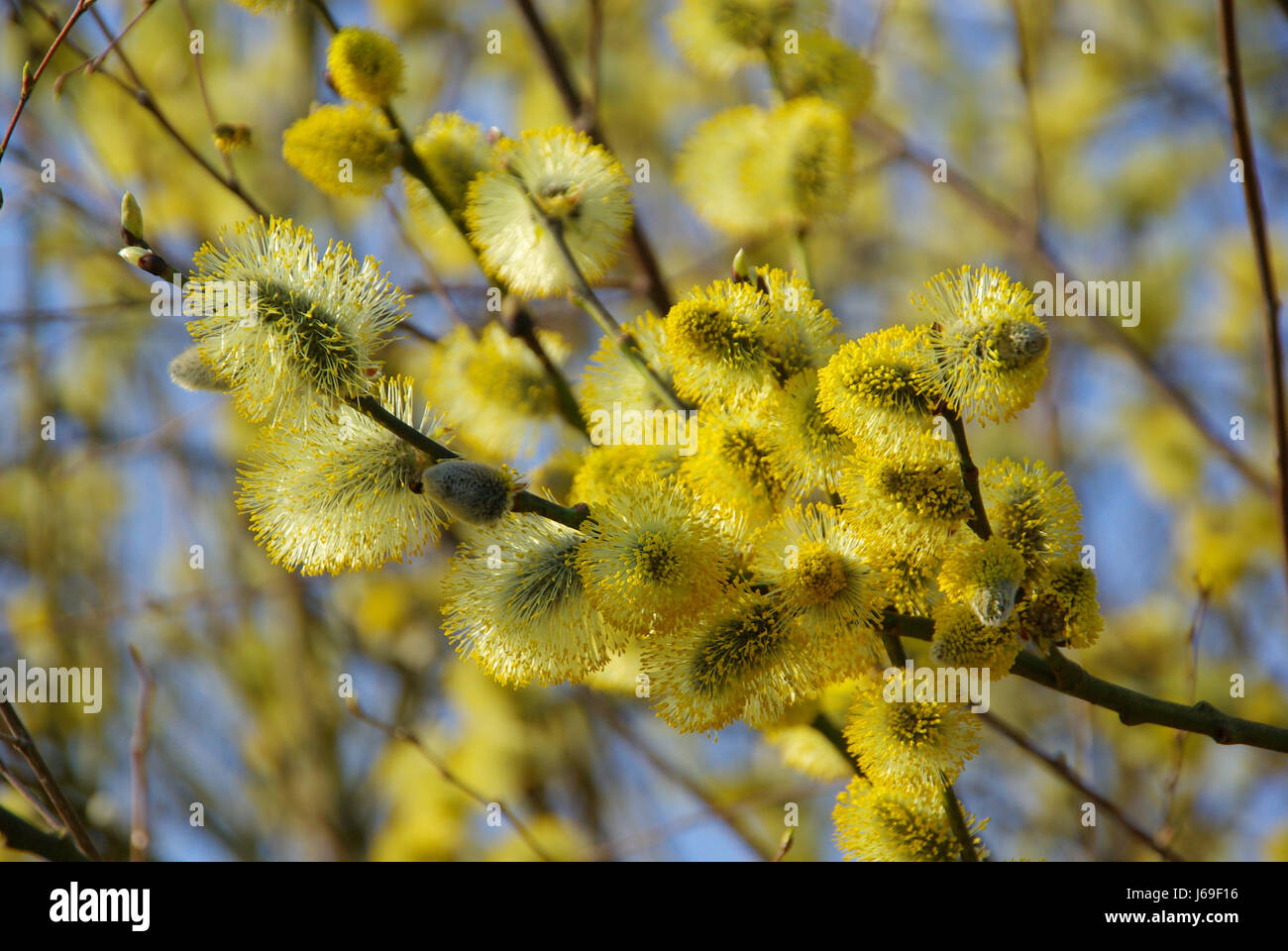 tree bloom blossom flourish flourishing willow catkin willow blue tree ...