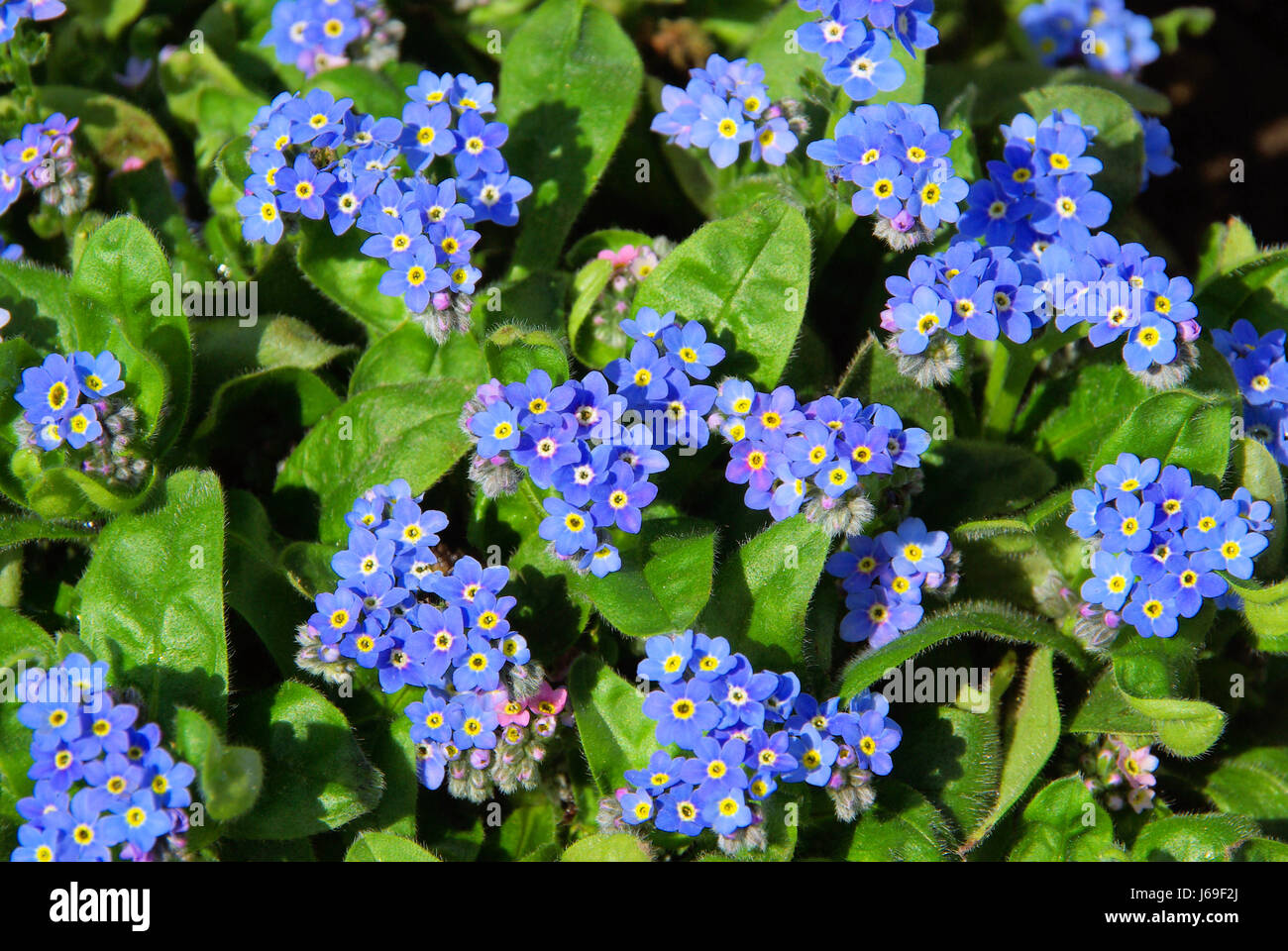 flower plant small tiny little short primrose blue flower plant green ...