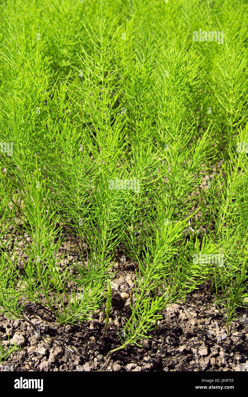 acre weed blade horse tail plant garden green acre weed material drug ...