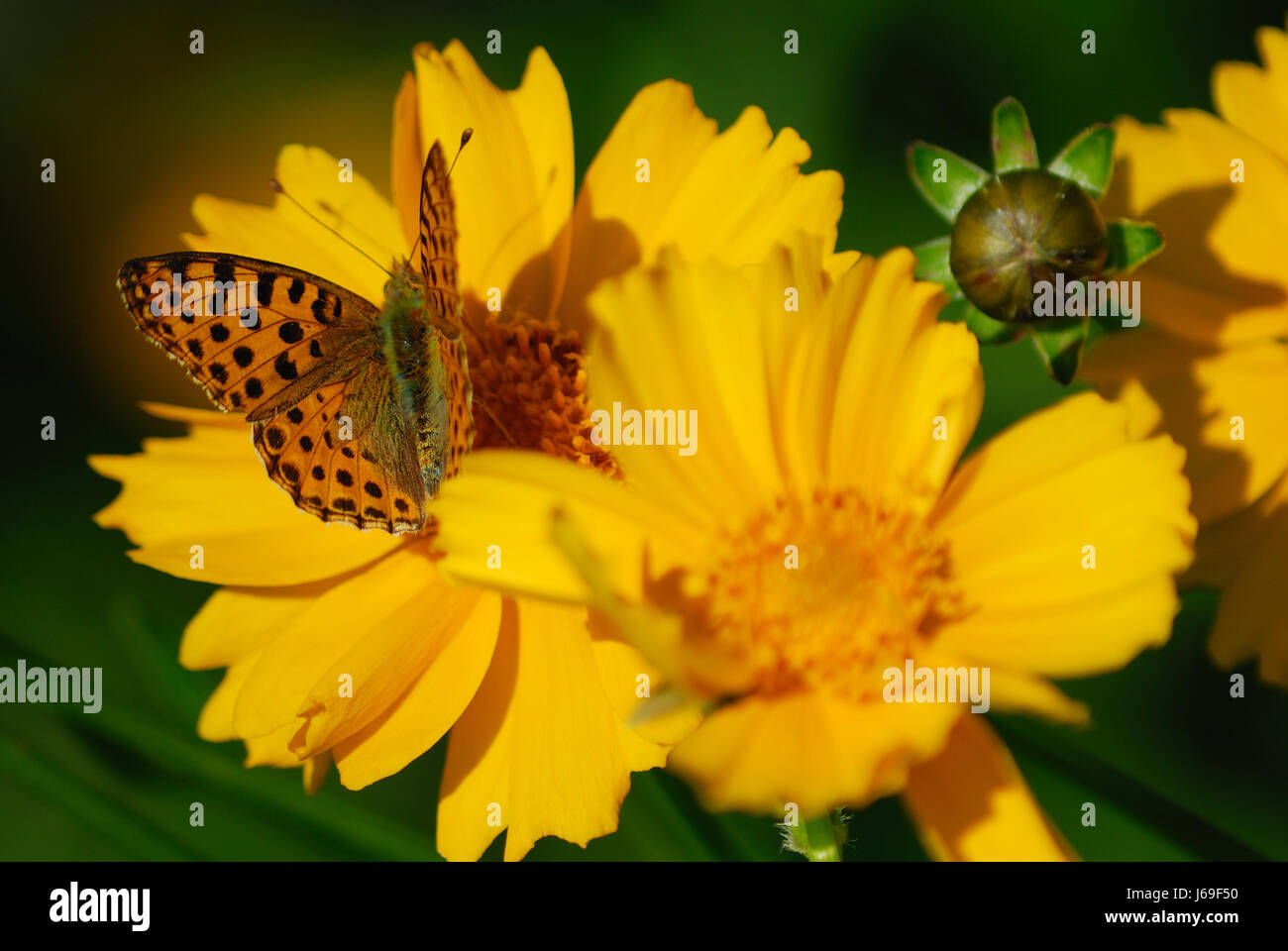 flower plant insects bloom blossom flourish flourishing moth yellow ...