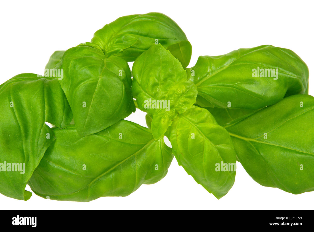 optional green leaves basil page sheet plant spice optional green ...
