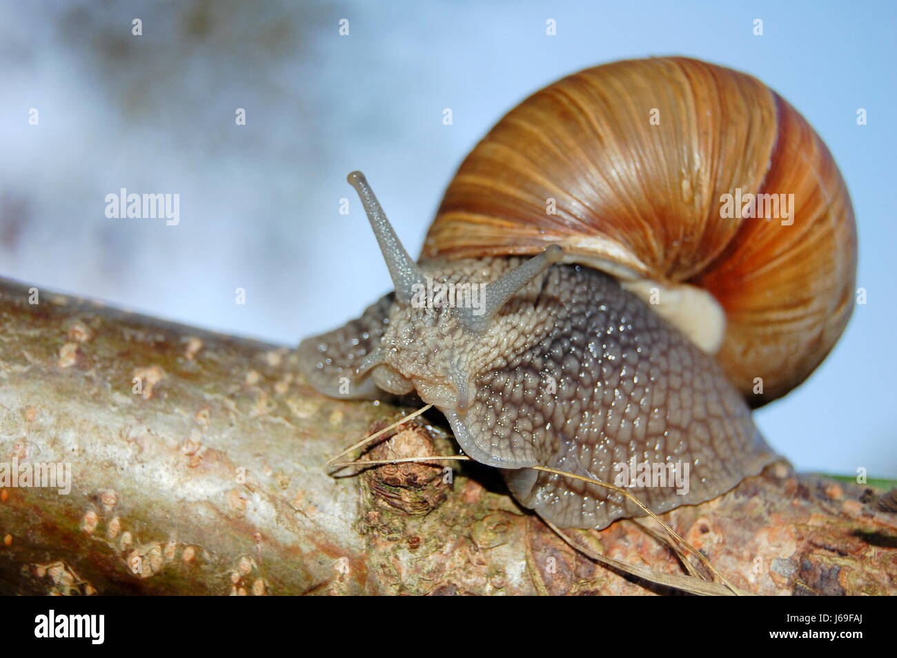 snail mucous at a crawl edible snail snail shell food aliment eco ...