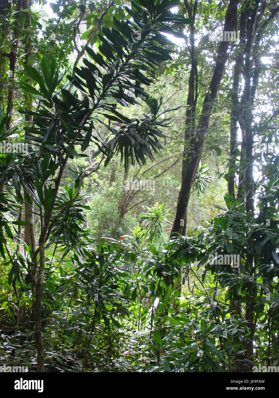 tree trees green asia borneo jungle rainforest rain forest forest ...