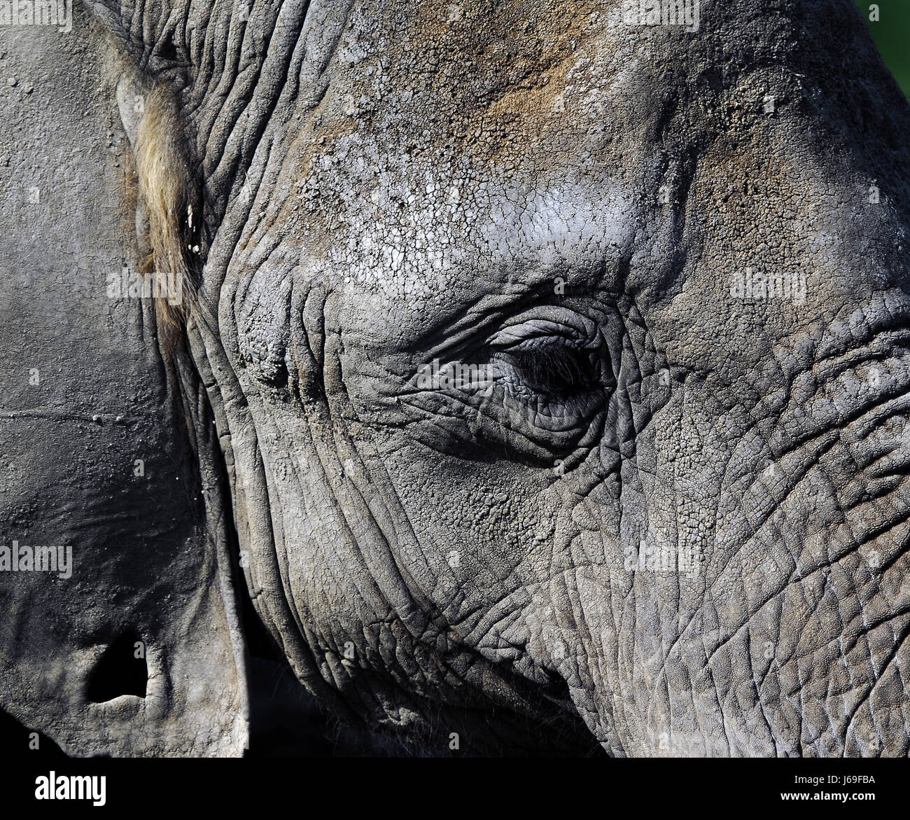 big large enormous extreme powerful imposing immense relevant wild ...