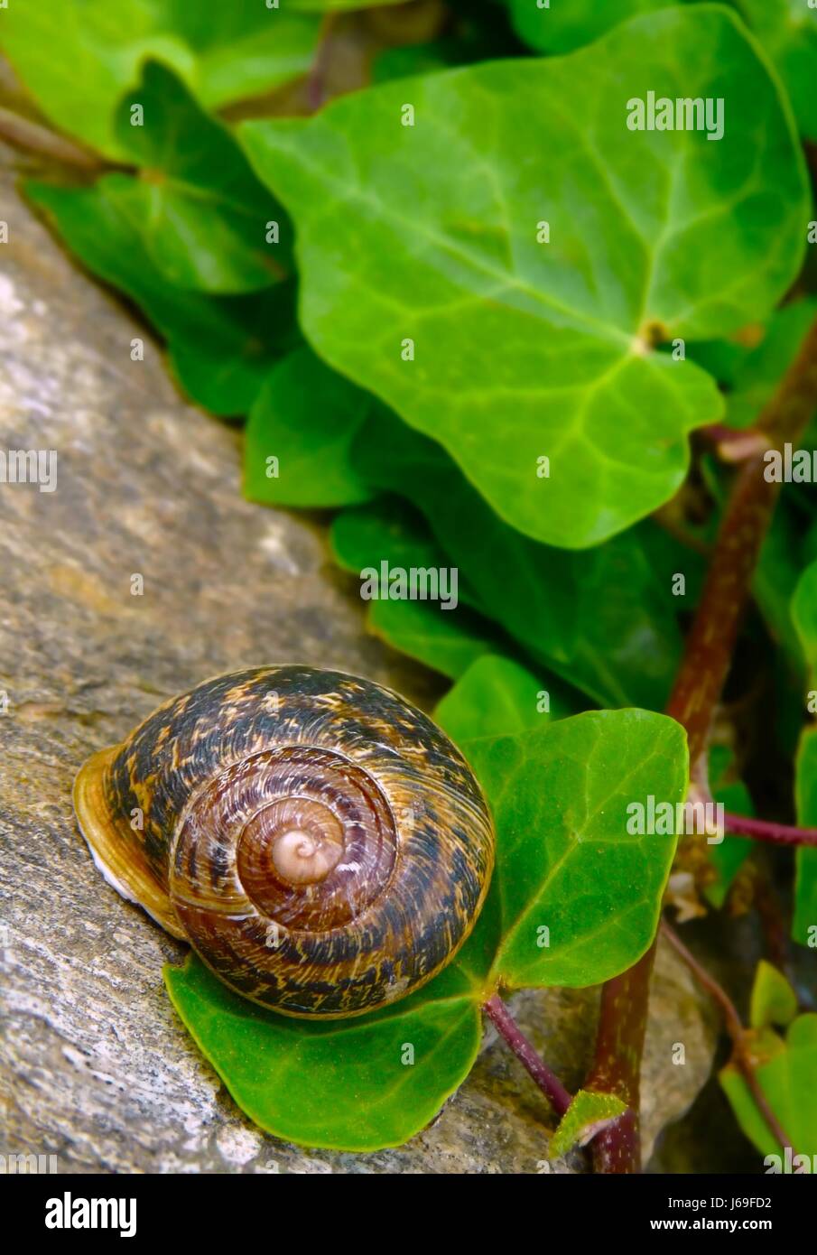 stone spiral snail snail shell bowl cabinet housing spindle ivy leaf ...