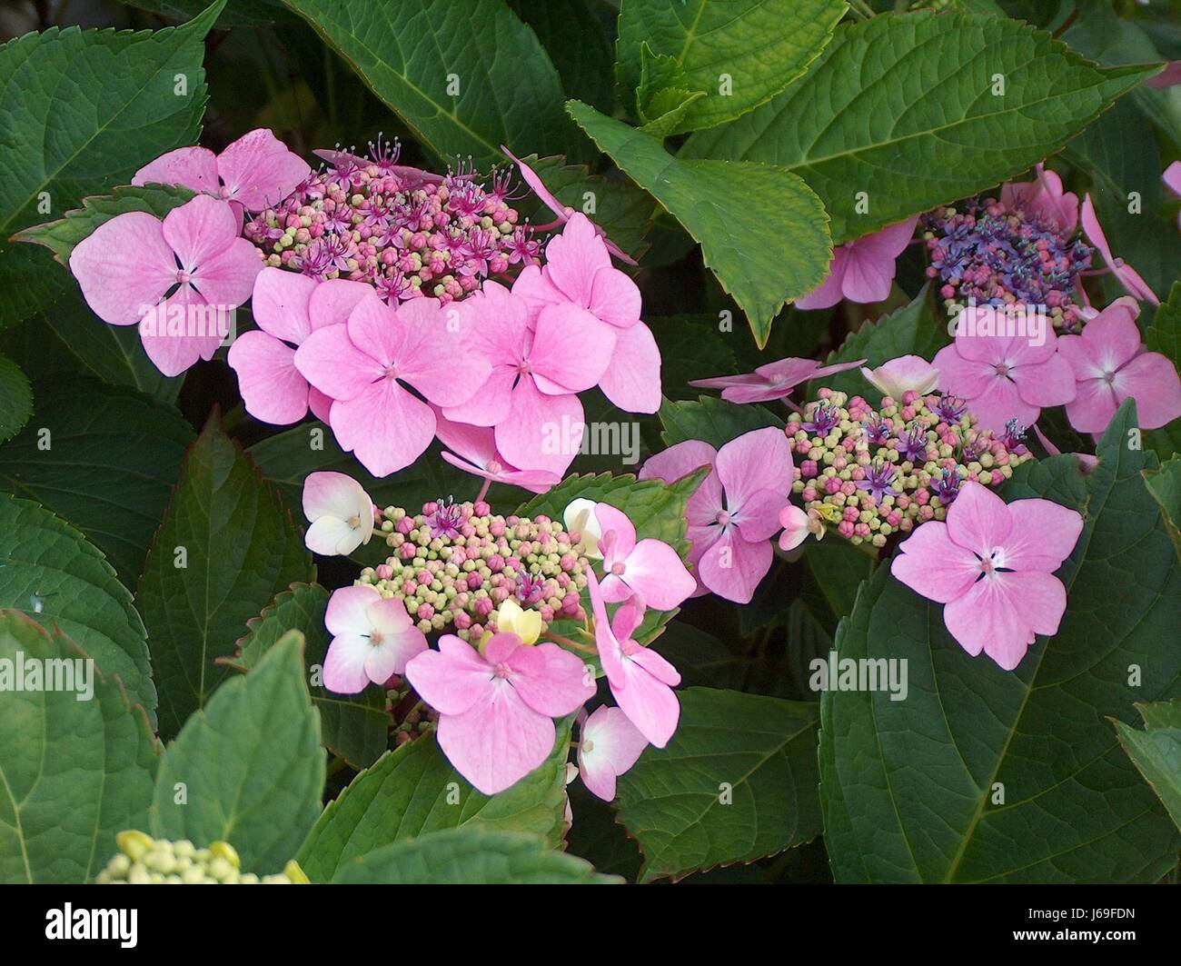 hydrangea plant shrub bush sepals plant hortensiengewchs schaublten ...
