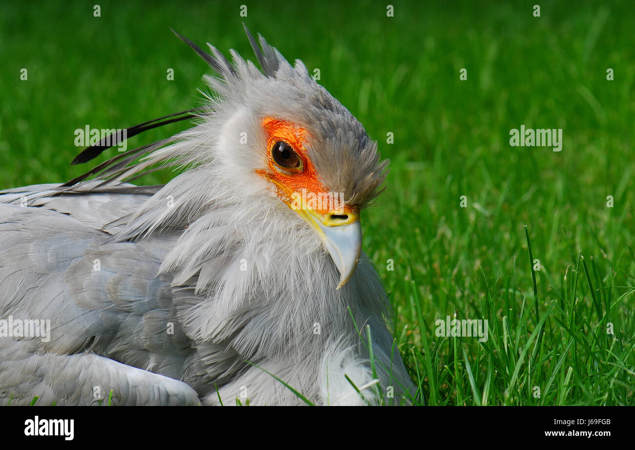 secretary bird portrait birds eyes raptor beak beaks secretary animal ...