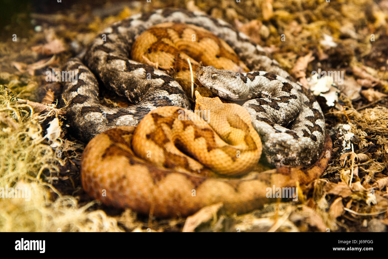 eye organ hovel scale nose snake otter shovel scaled shine shines ...