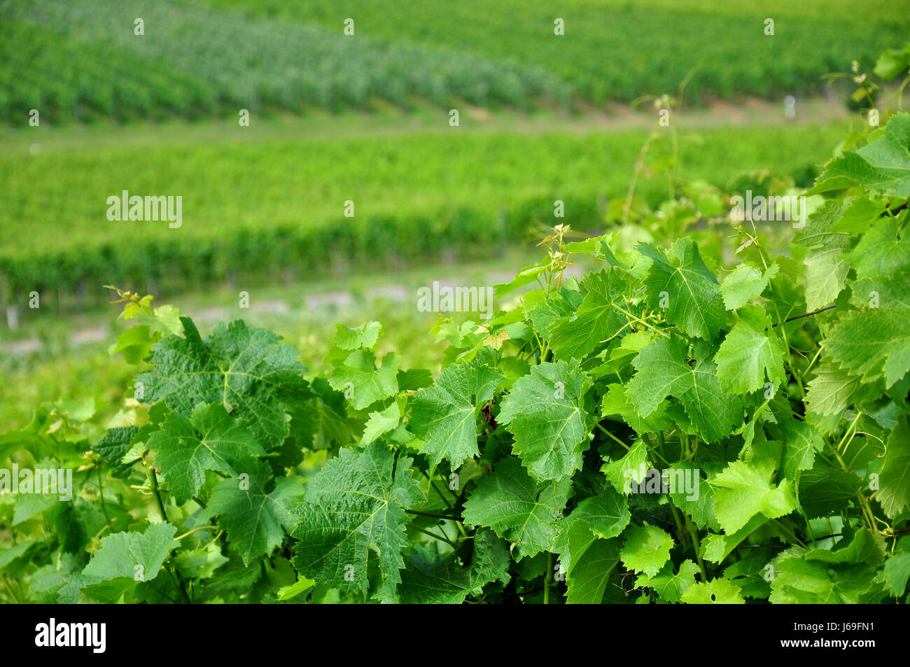 plant leaves cultivation of wine vineyard vines vine grape vine grape ...