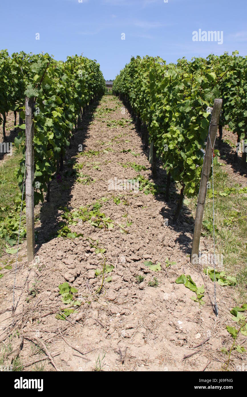 agriculture farming vineyards cultivation of wine vineyard common grape ...