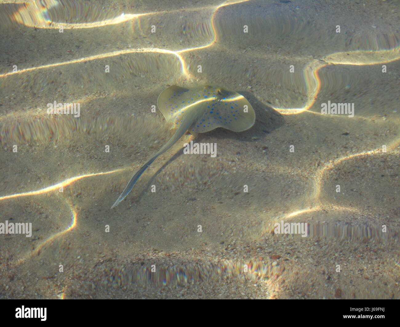 fish beach seaside the beach seashore skate stingray salt water sea ...