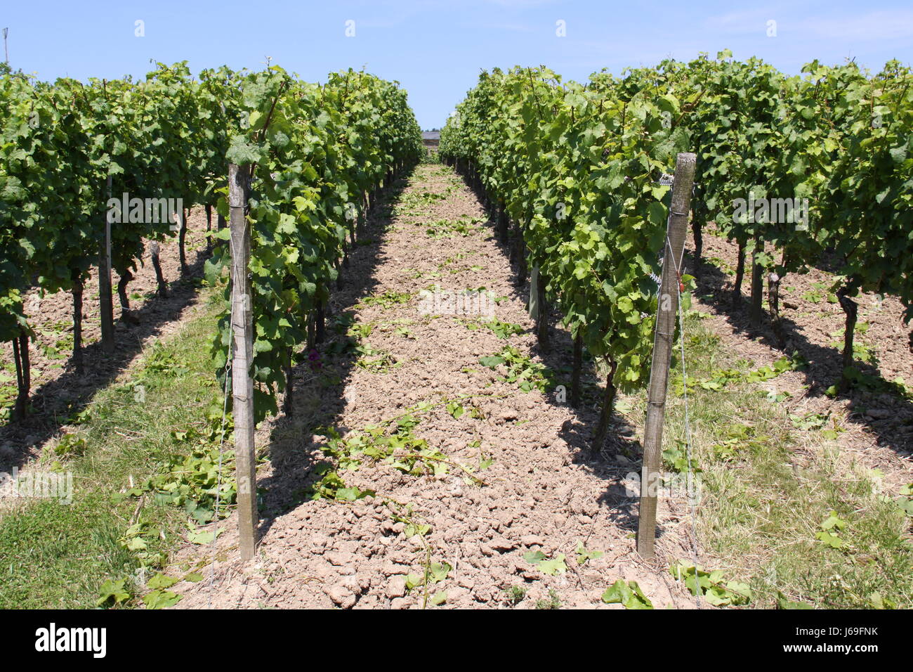 agriculture farming vineyards cultivation of wine vineyard common grape ...