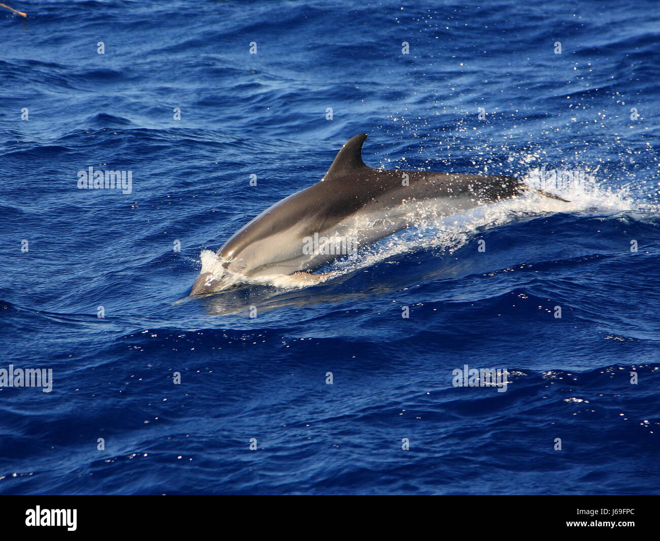 mammal wildlife salt water sea ocean water dolphins mammal playful fish ...