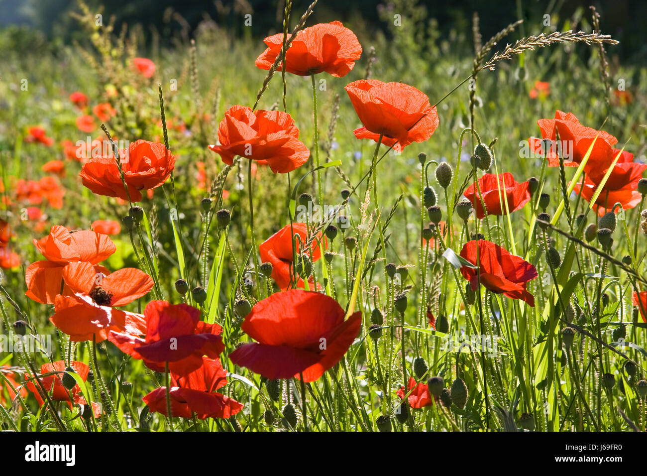 flower plant field flowers poppy corn flanders red flower plant bloom ...