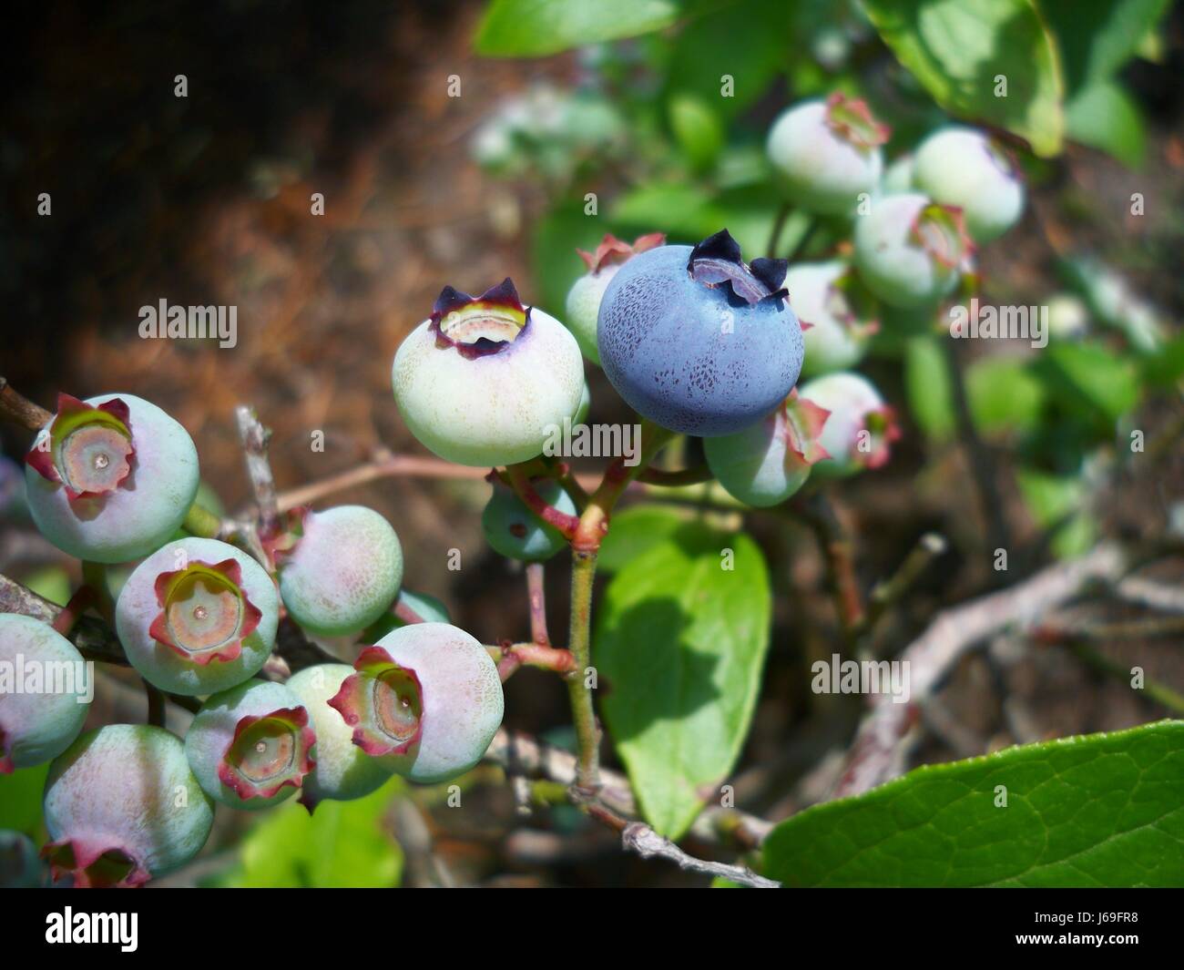 Quotvaccinium myrtillusquot hi-res stock photography and images - Alamy