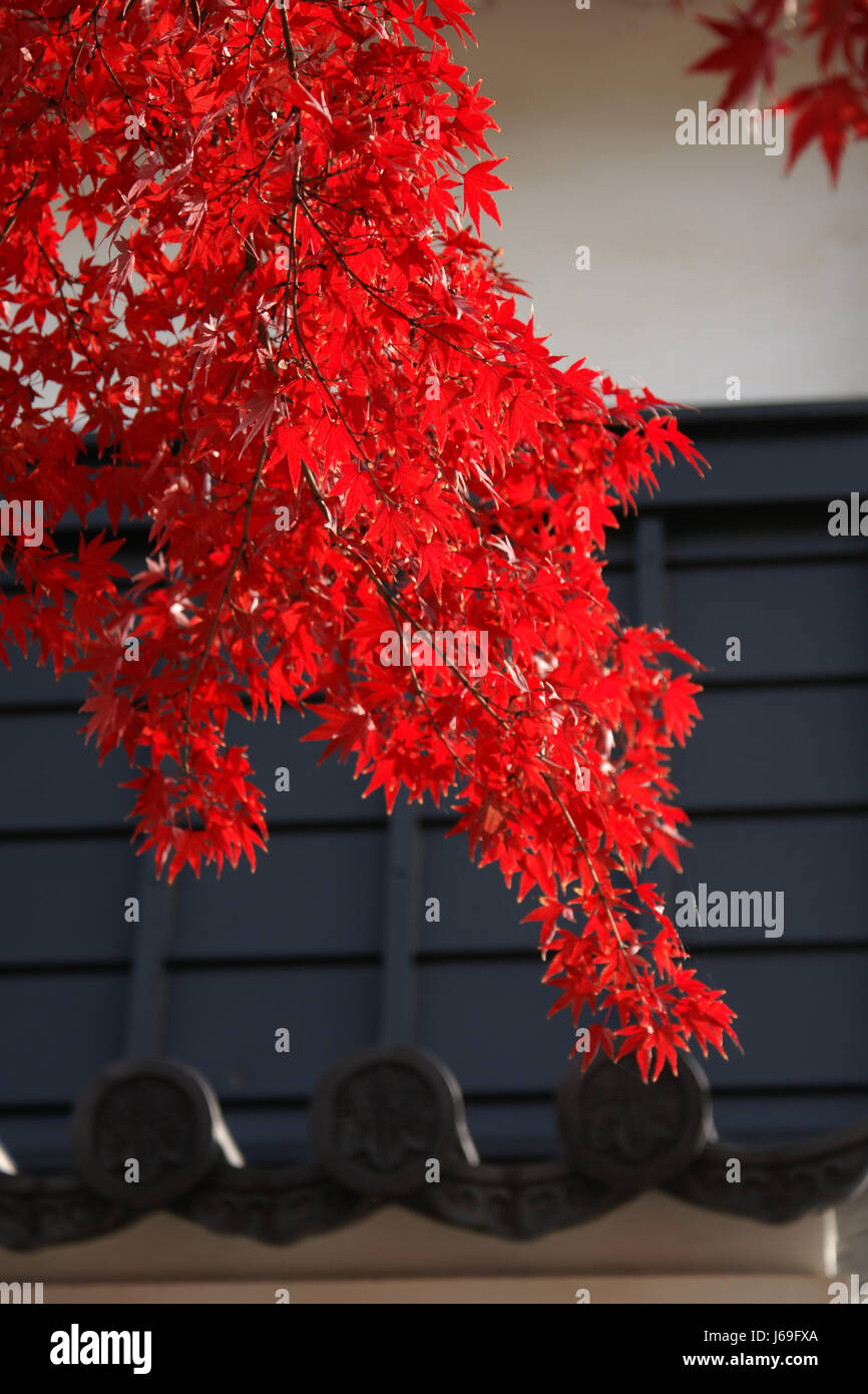 asia maple japan red leaves foliage fall autumn asia maple japan red ...