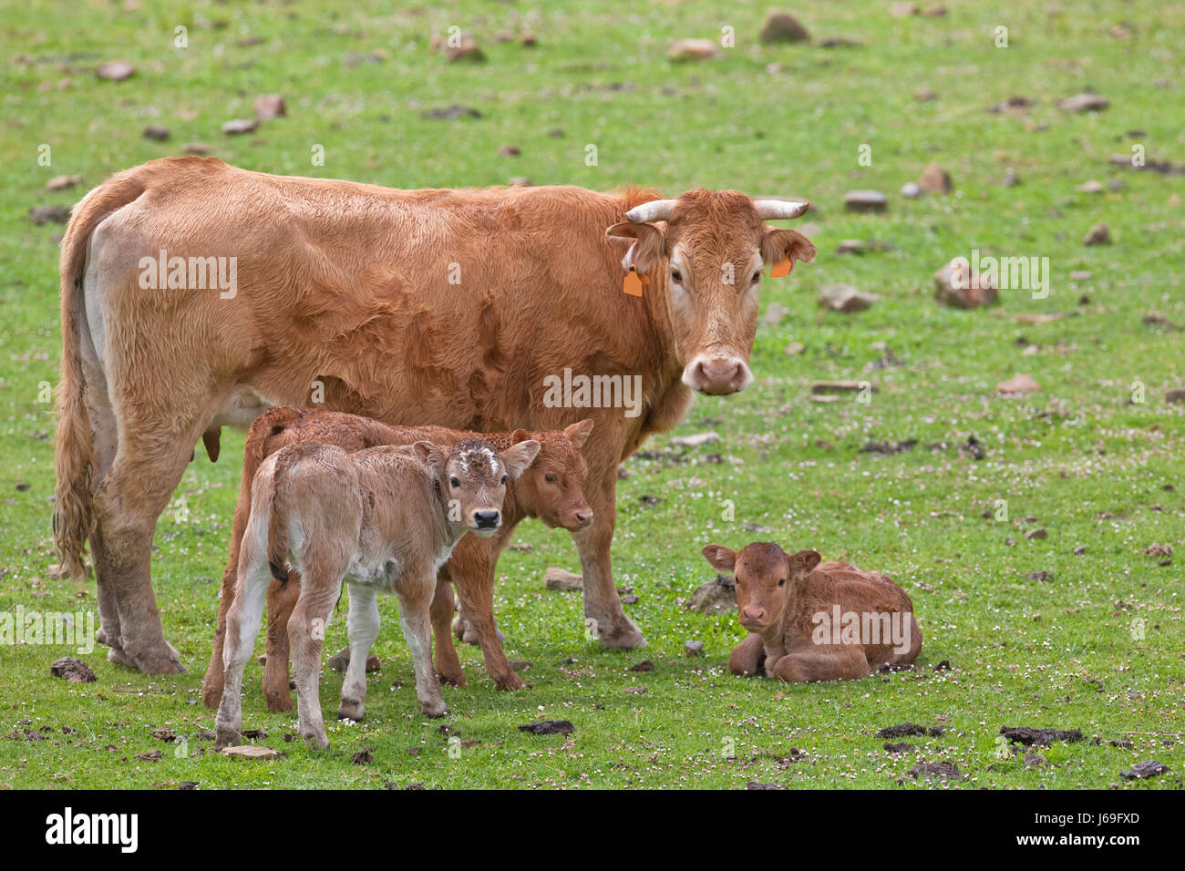 animal bull cow bovine cattle beef female animal mammal brown brownish ...