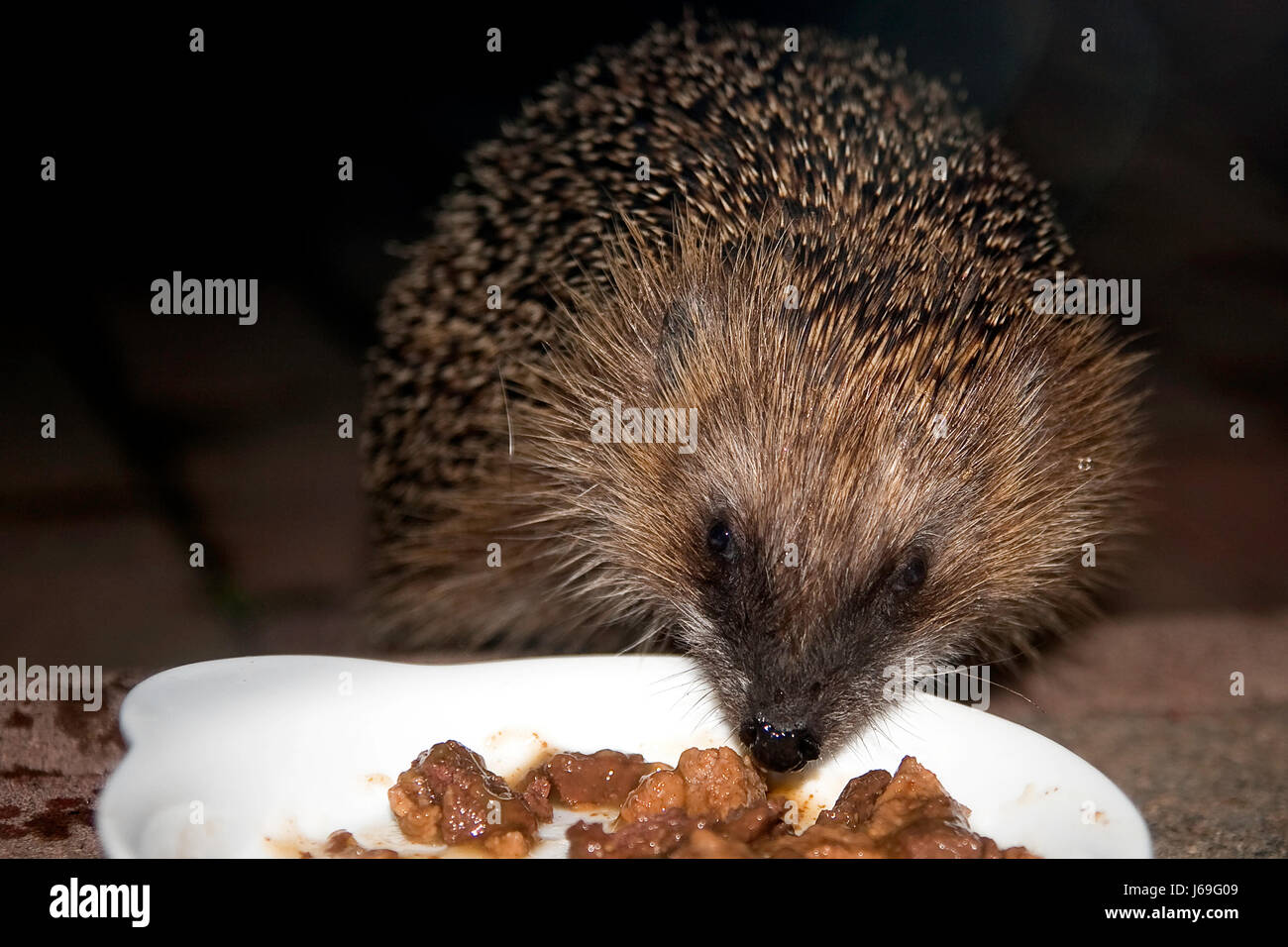 hunger dainty to gorge engulf devour prickly hedgehog insectivore ...