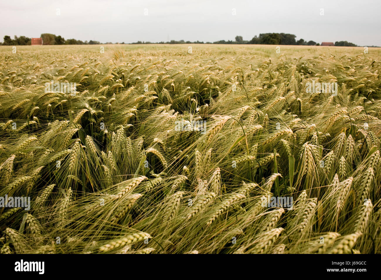 bread agriculture farming wheat cultivation raw material growth nature ...