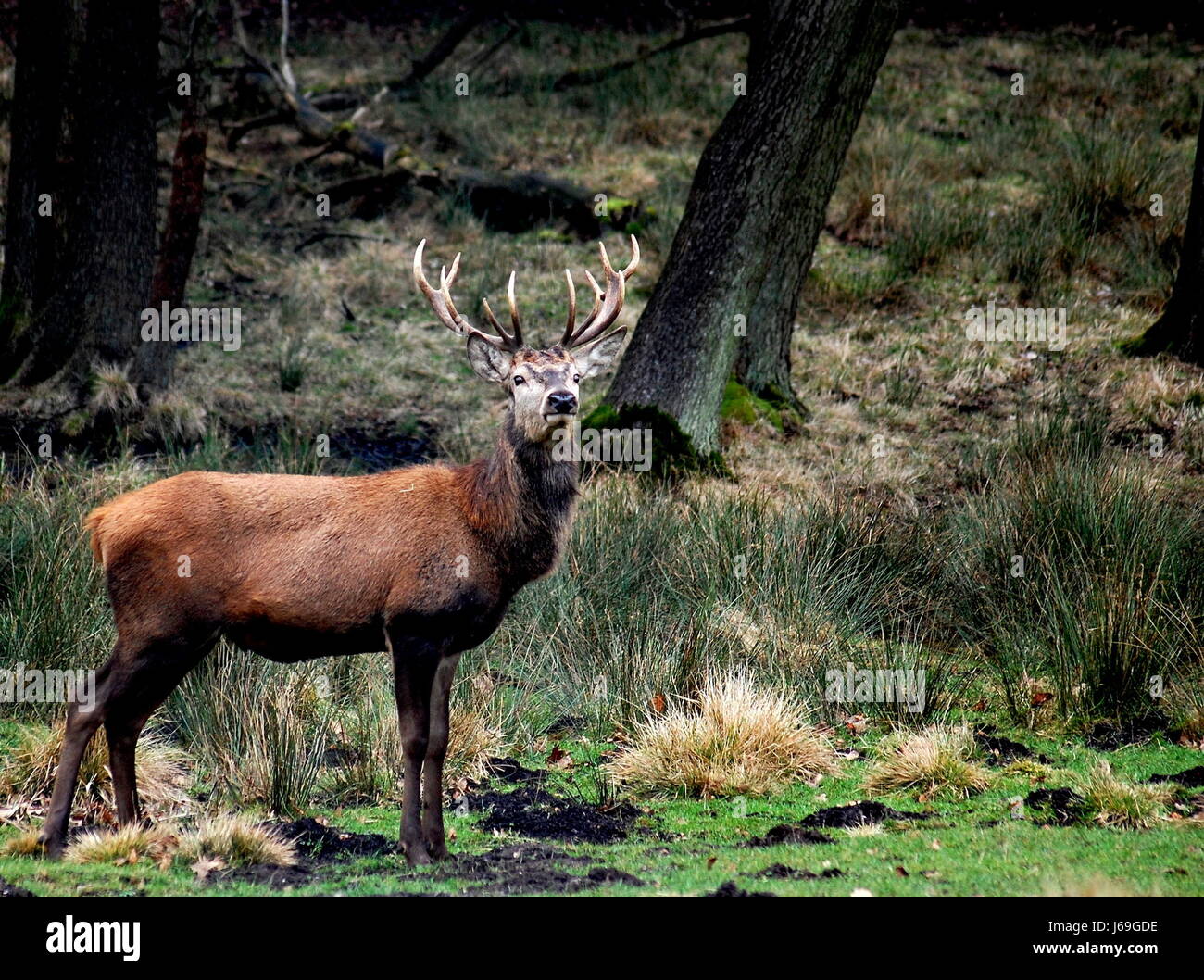 wild wildlife park horns deer deer stag hunting chase nature hart stag ...